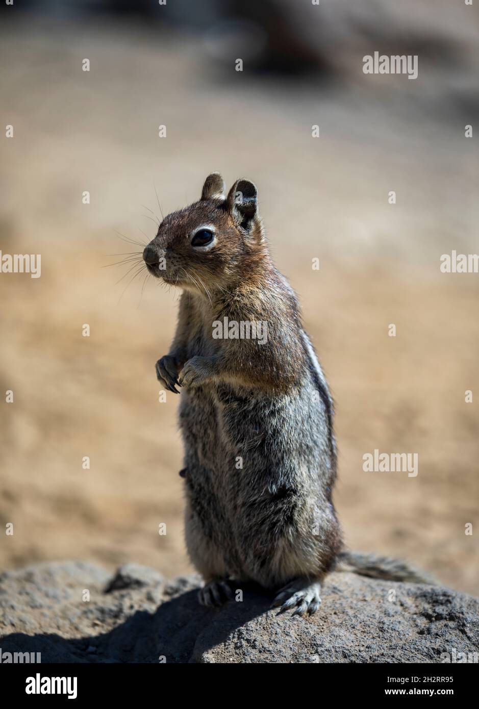 golden mantled squirrel in its natural habitat in Mt. Rainier national ...