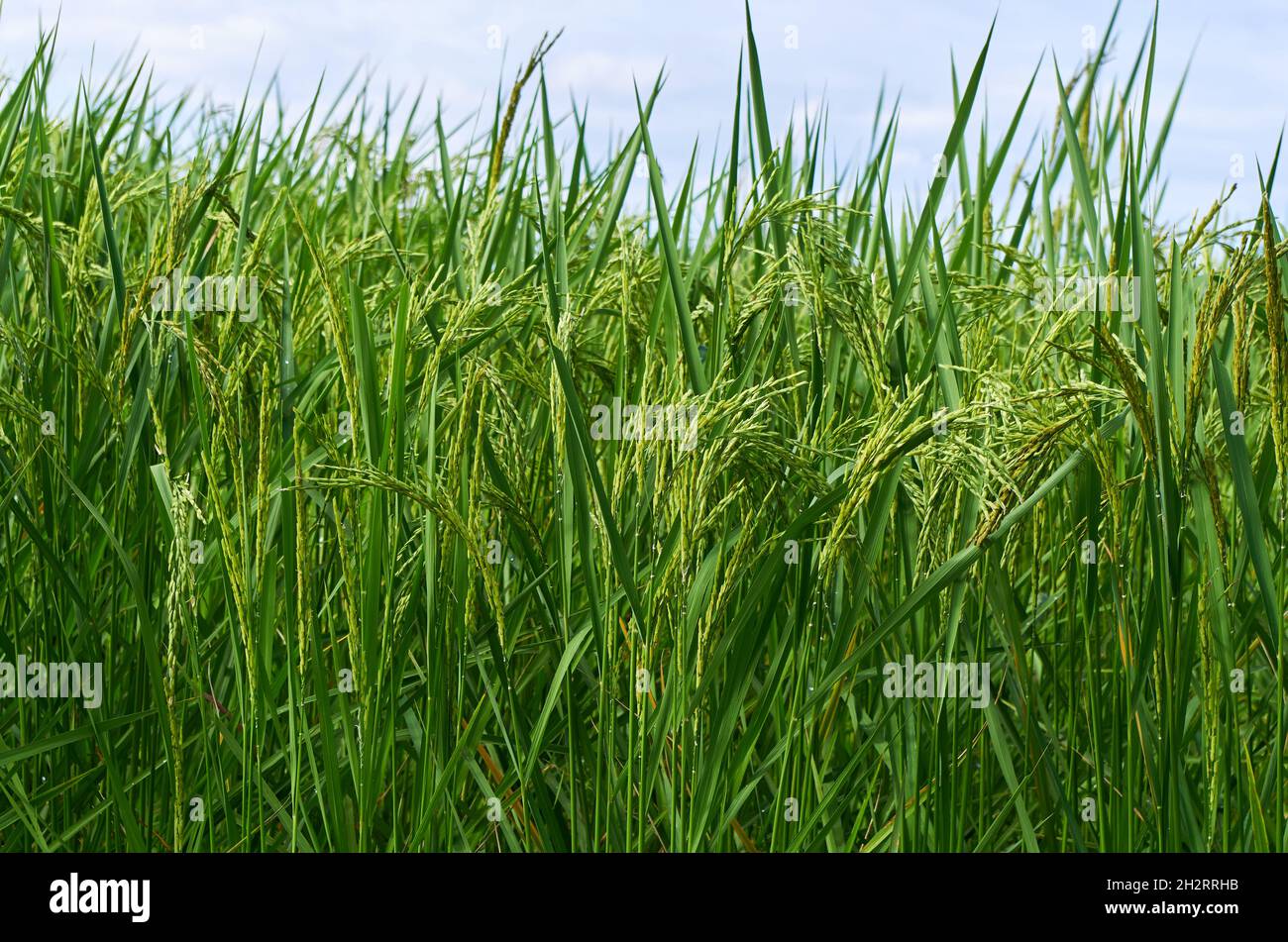 Rice meadow hi-res stock photography and images - Alamy