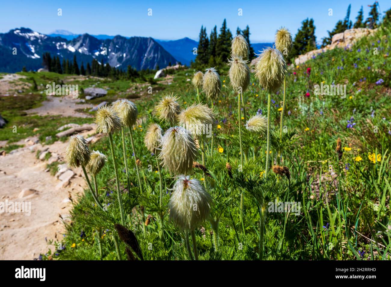 colorful wild flowers on the meadows of the sub alpine landscape in Mt ...