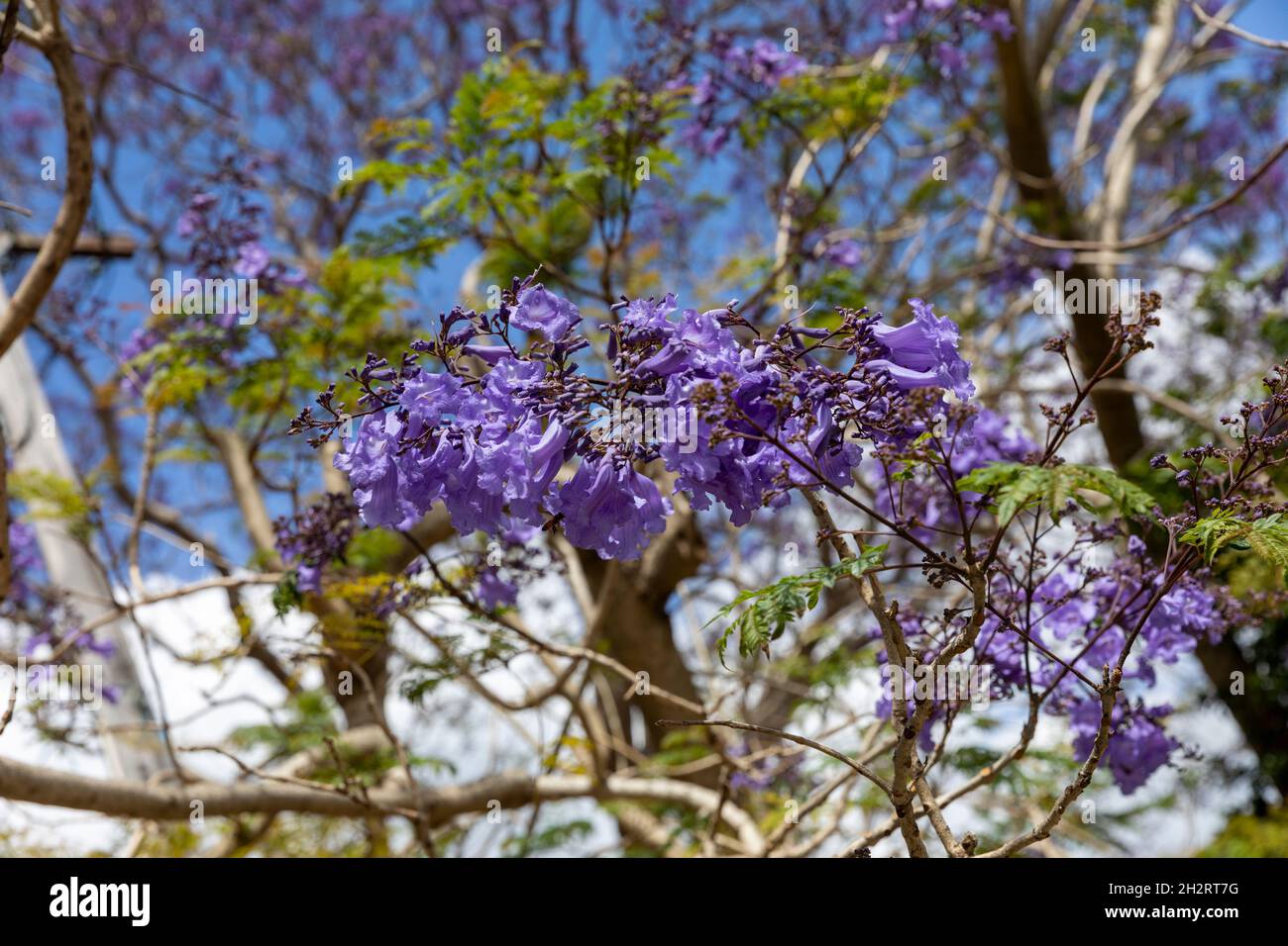 Jacaranda mimosifolia blue jacaranda tree with violet flowers on a ...