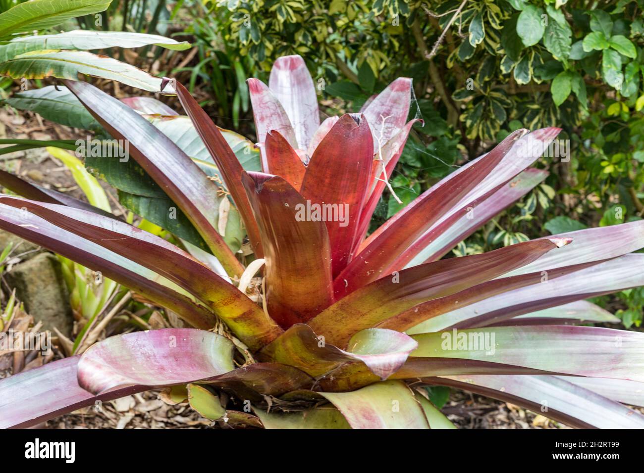 Large bromeliad plant with red leaves growing in a Sydney garden,NSW ...