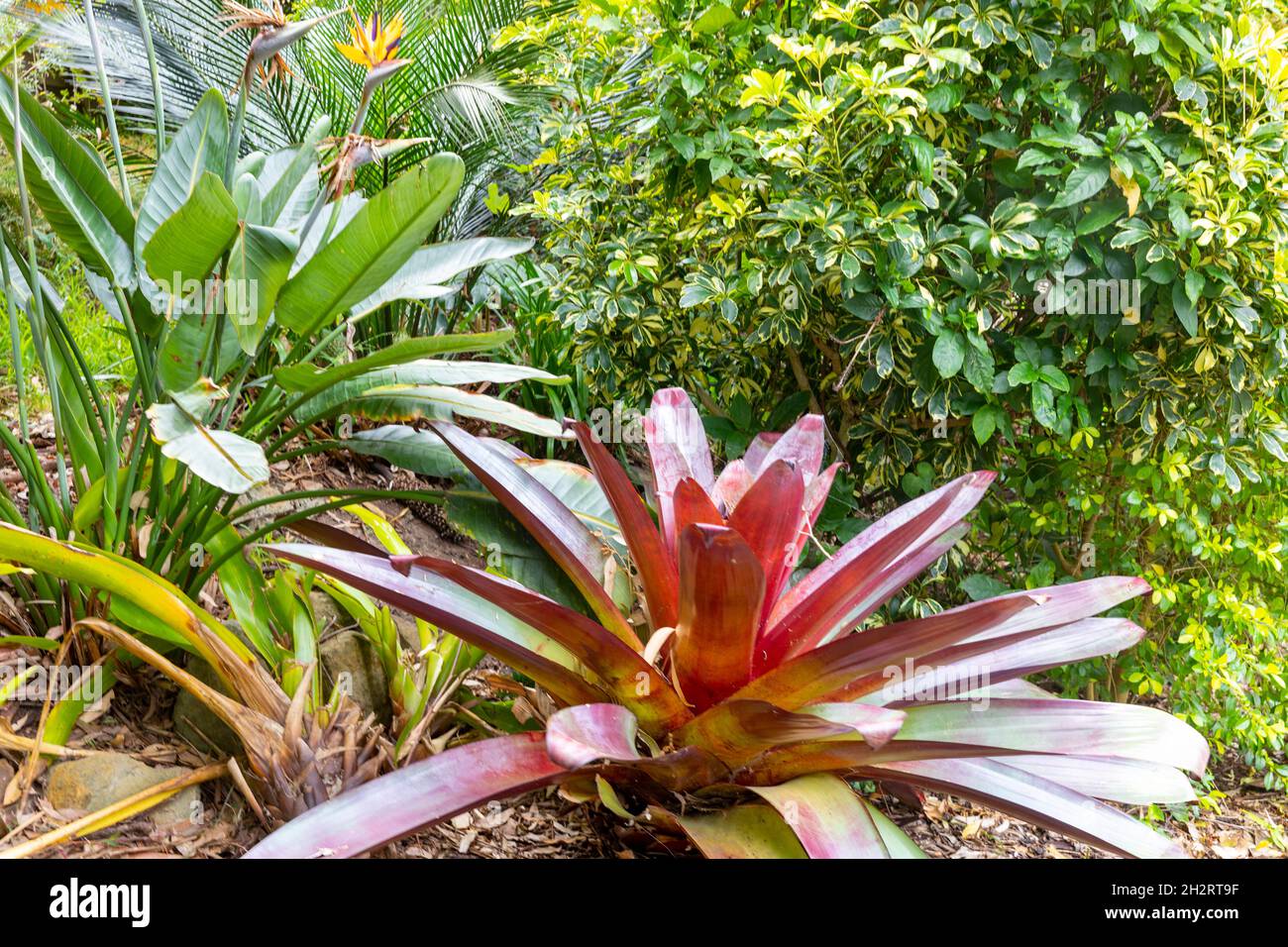 Large bromeliad plant with red leaves growing in a Sydney garden,NSW ...