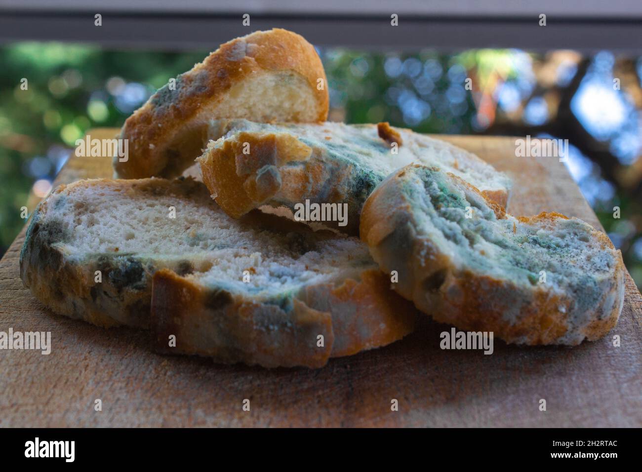 Black bread mold hi-res stock photography and images - Alamy