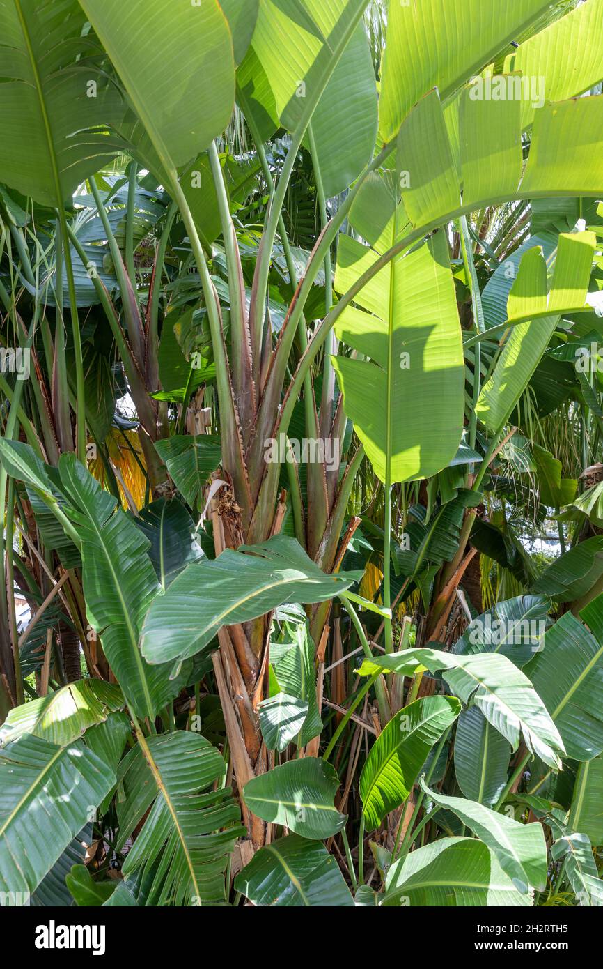 Strelitzia nicolai hi-res stock photography and images - Alamy