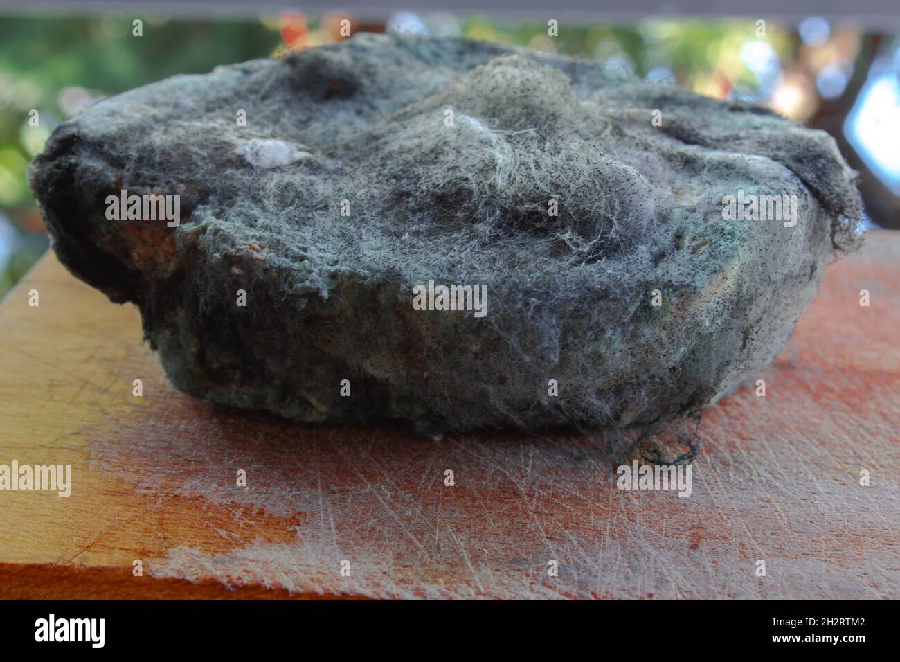 Black bread mold hi-res stock photography and images - Alamy