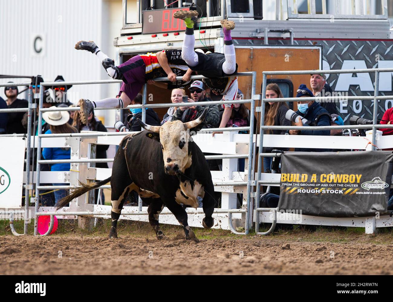 Orangeville, Canada. 23rd Oct, 2021. Two bullfighters climb a fence to ...