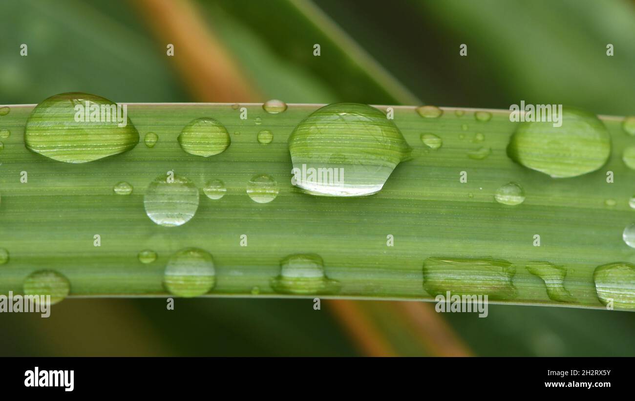 Beeds hi-res stock photography and images - Alamy