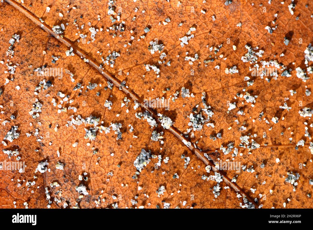 Maple Leaf on the Beach Stock Photo - Alamy