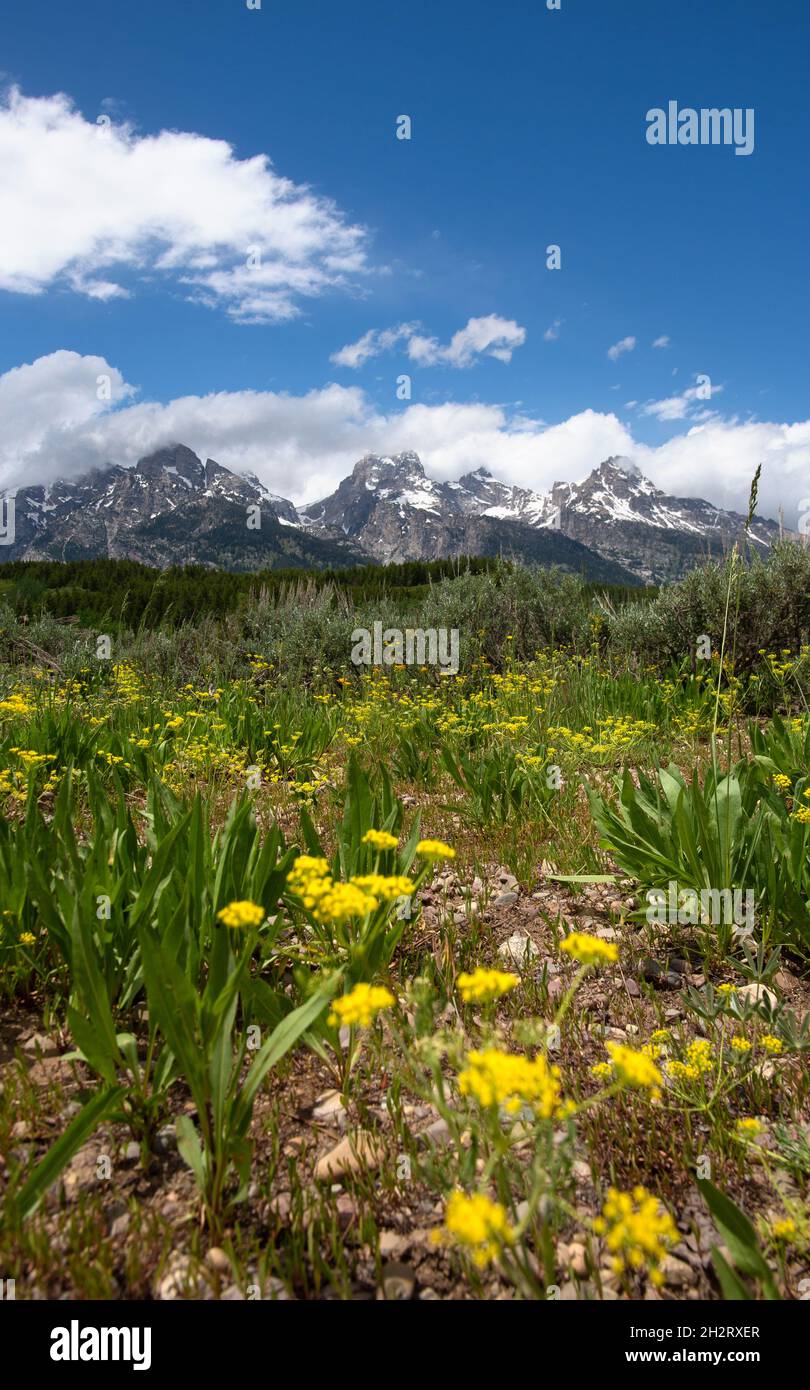 A vertical shot of dandelion field in Grand Teton National Park in ...