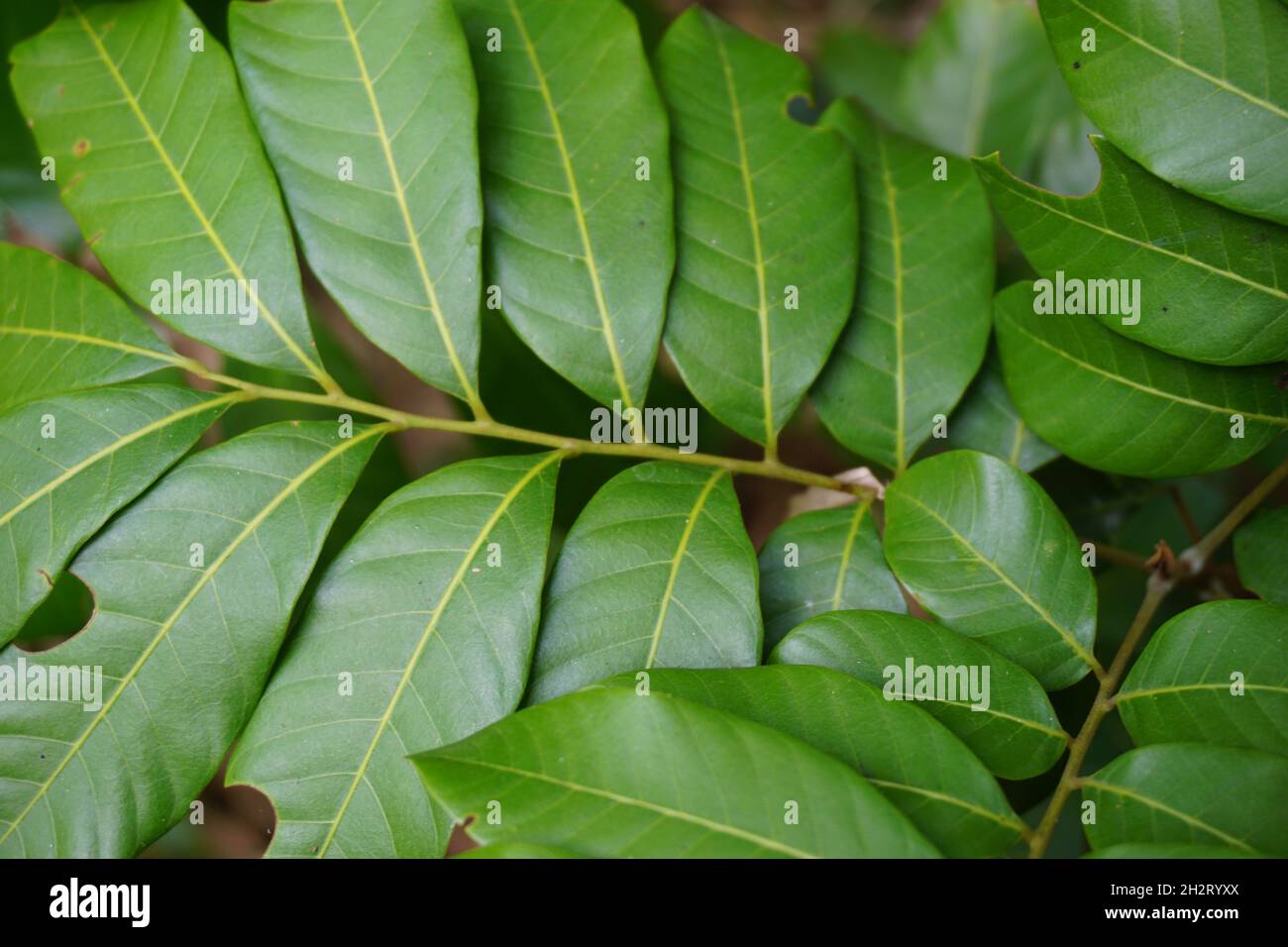 Dimocarpus undulatus hi-res stock photography and images - Alamy