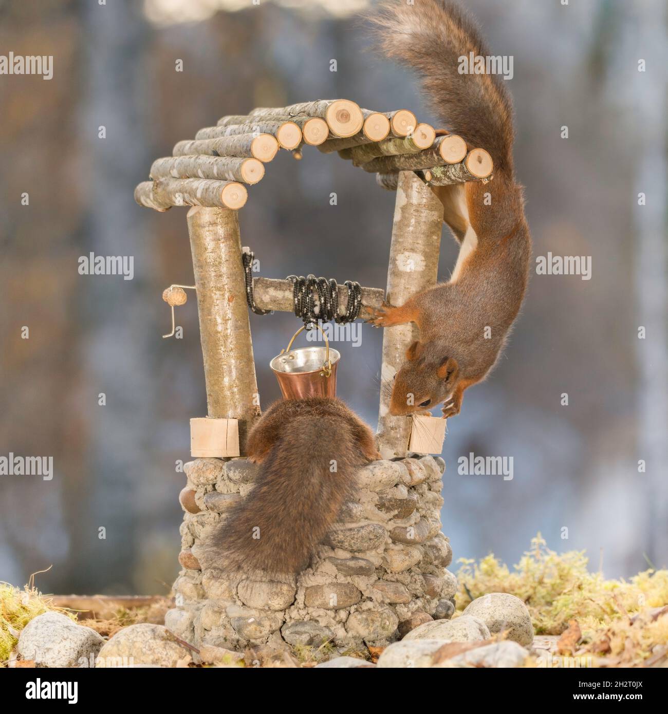red squirrels are climbing a wishing well Stock Photo - Alamy