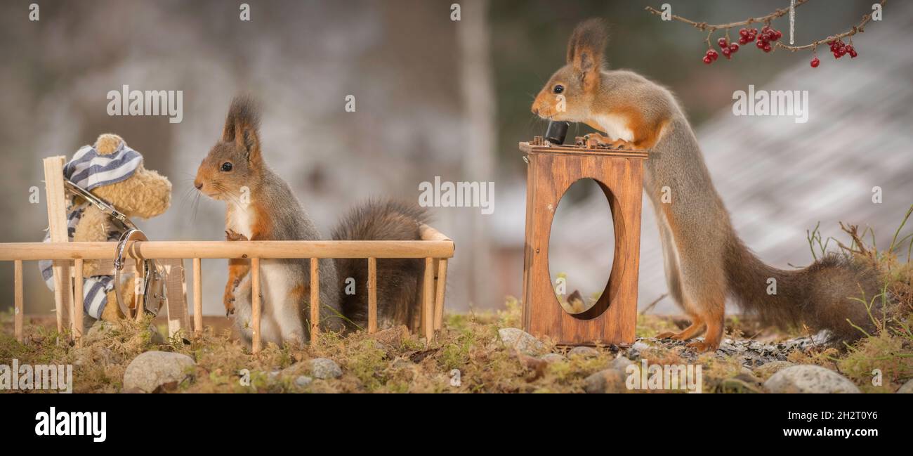 red squirrels standing standing behind a desk and table with a hammer ...