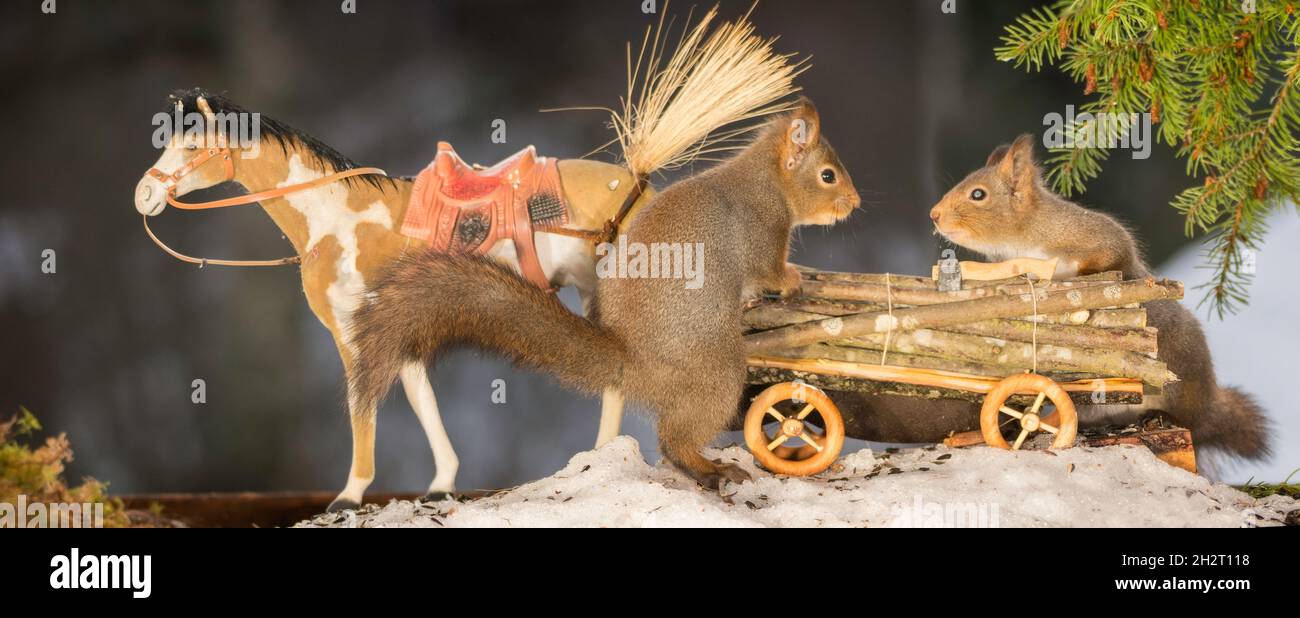 red squirrels in snow with horse and wagon filled with wood Stock Photo ...