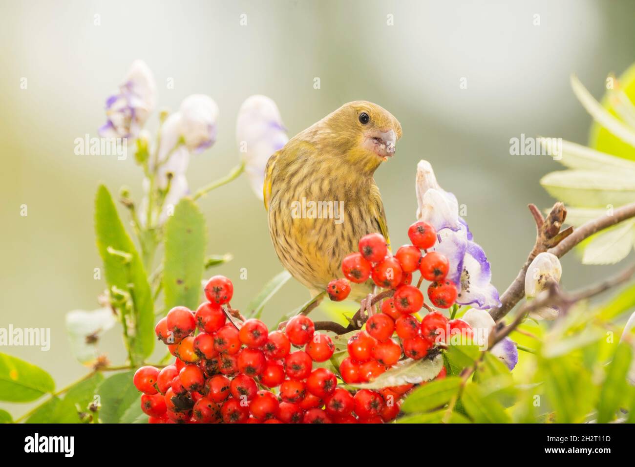 Jasmine plant berries hi-res stock photography and images - Alamy