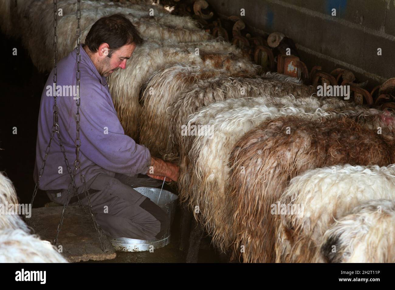 FRANCE, PYRENEES ATLANTIQUES (64), BASQUE COUNTRY, MILKING OF BLACK HEAD MANEX SHEEP IN THE ...