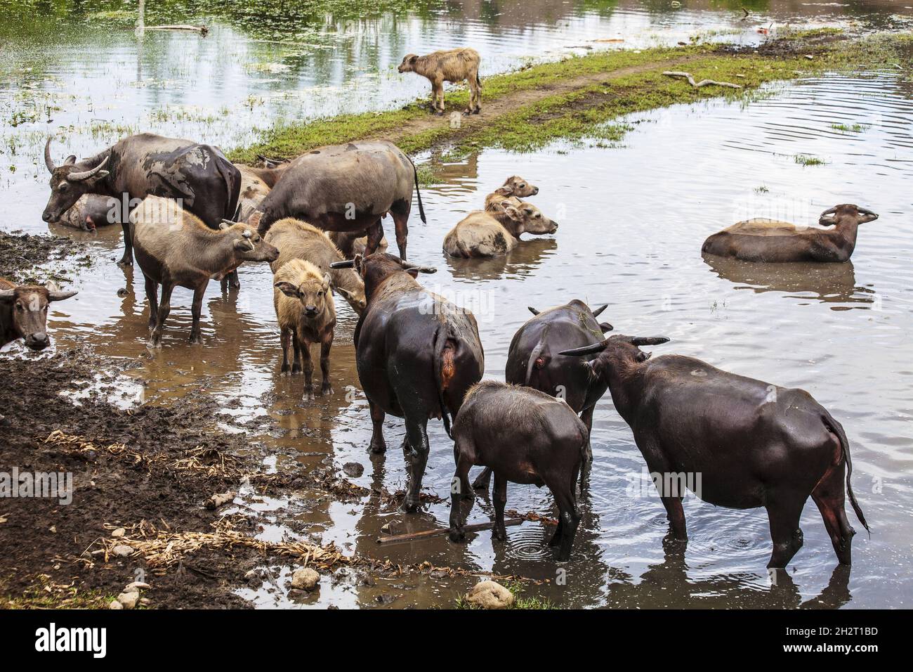 Lesser sunda chain of island hi-res stock photography and images - Alamy