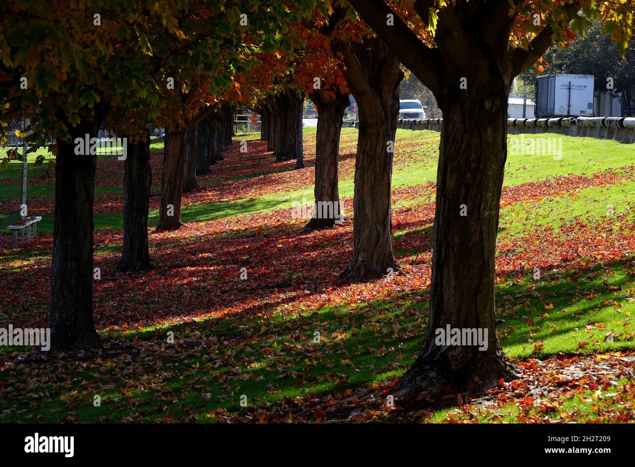 Trees turning to fall colors Stock Photo - Alamy