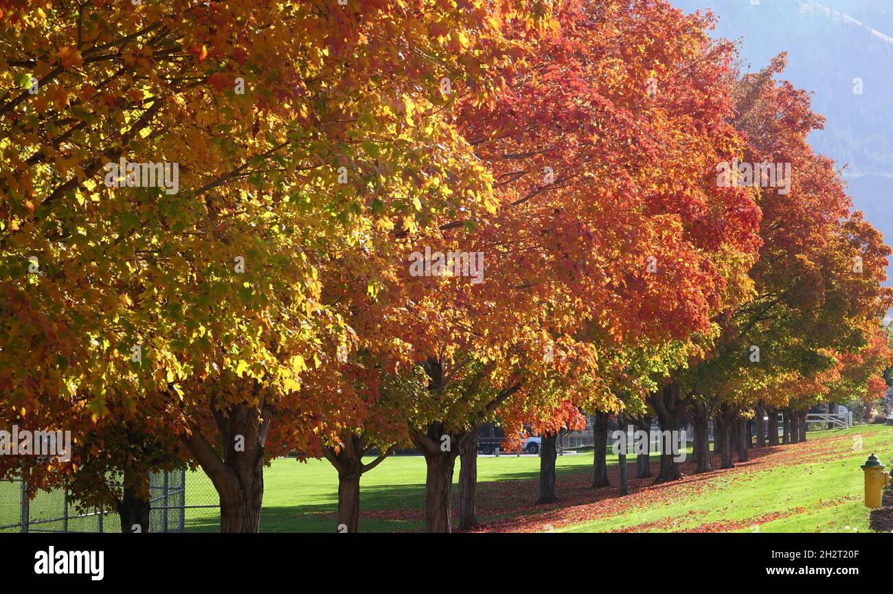 Park trees turning color Stock Photo - Alamy