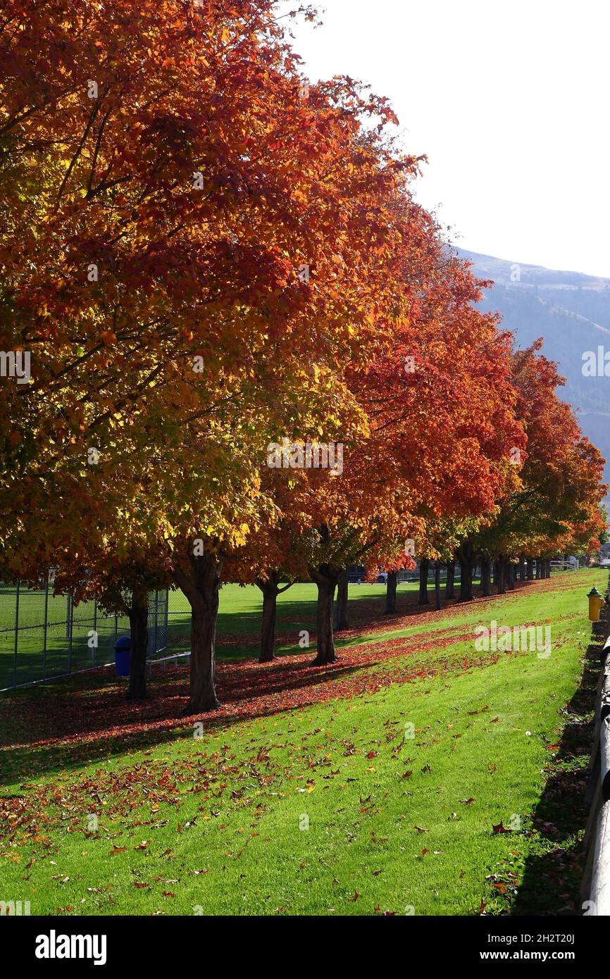 Trees turning to fall colors Stock Photo - Alamy