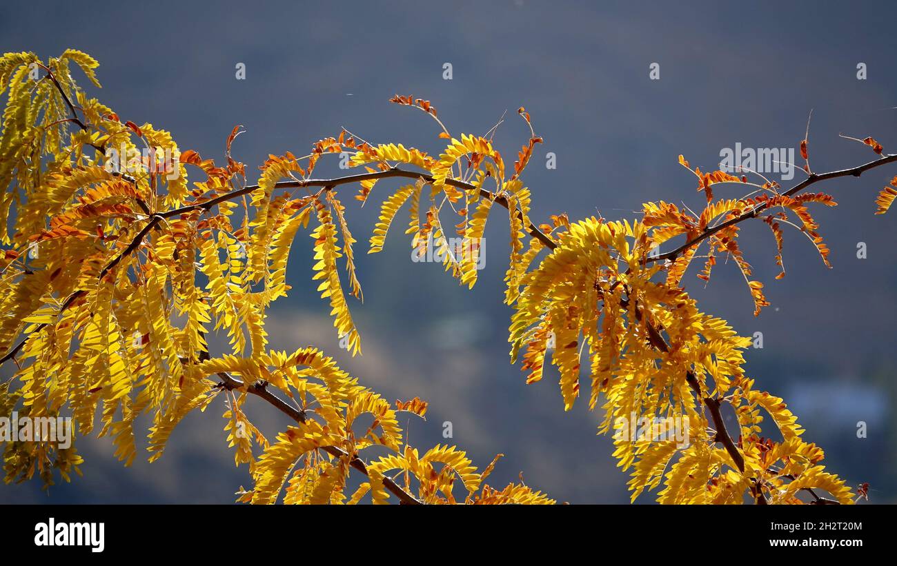 Leaves turning yellow in the fall Stock Photo - Alamy