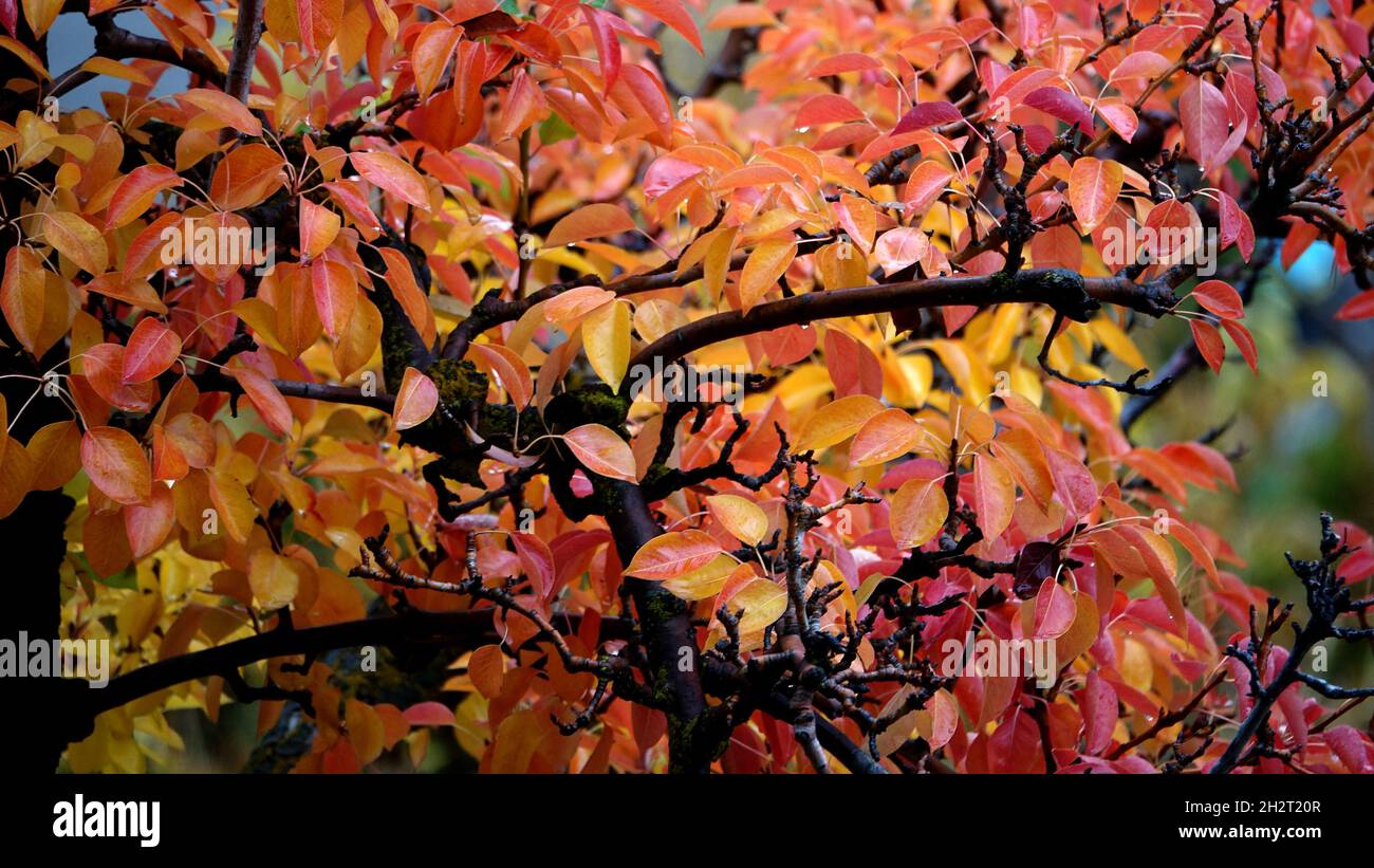 Leaves turning color in the fall Stock Photo - Alamy