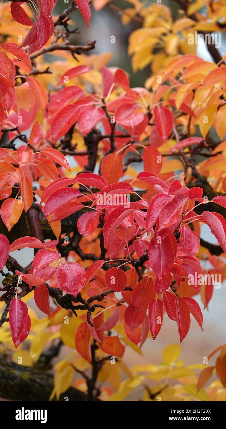 Leaves turning red and yellow in the fall Stock Photo - Alamy