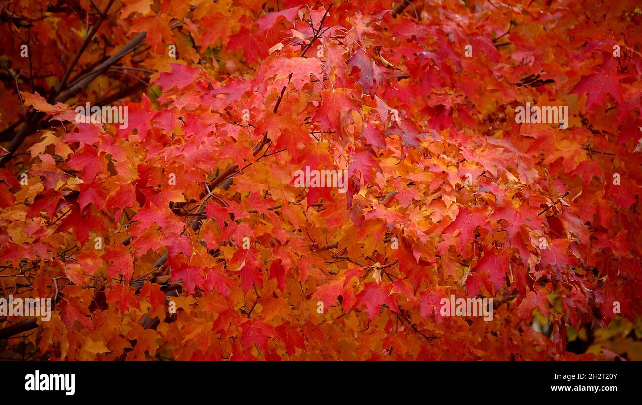 Pear tree in fall hi-res stock photography and images - Alamy