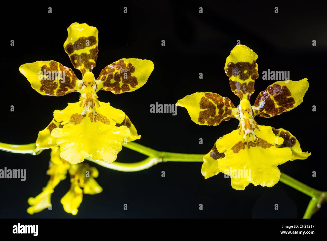 Kandyan dancer hi-res stock photography and images - Alamy