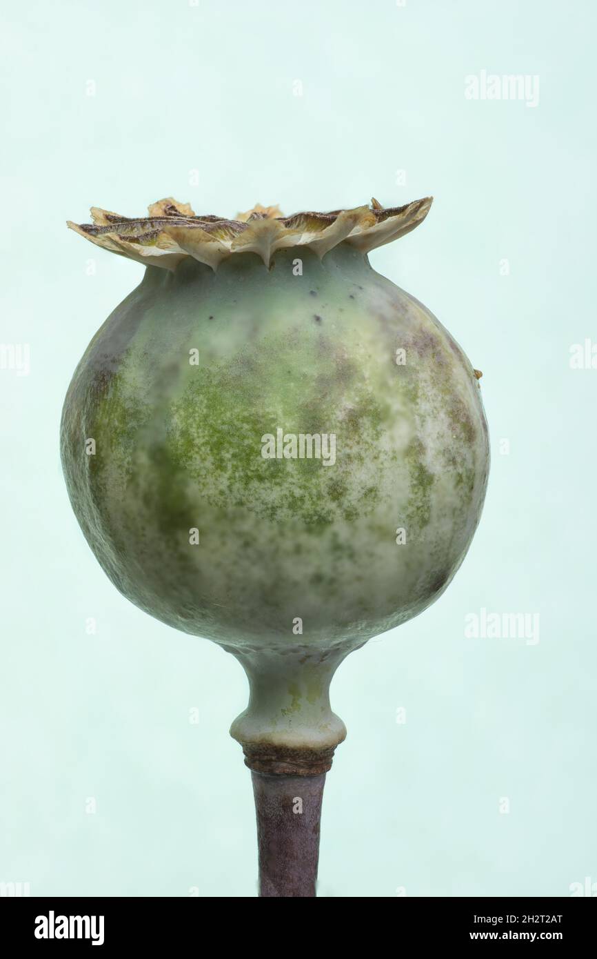 A vertical shot of a poppy fruit against a light-blue background Stock ...
