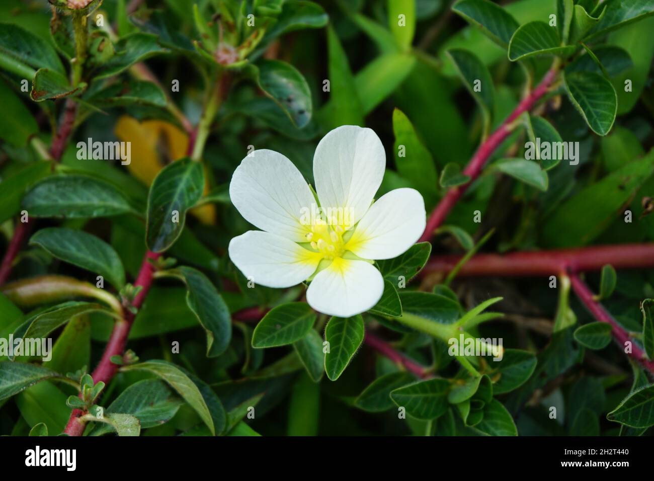 Ducks Water Primrose