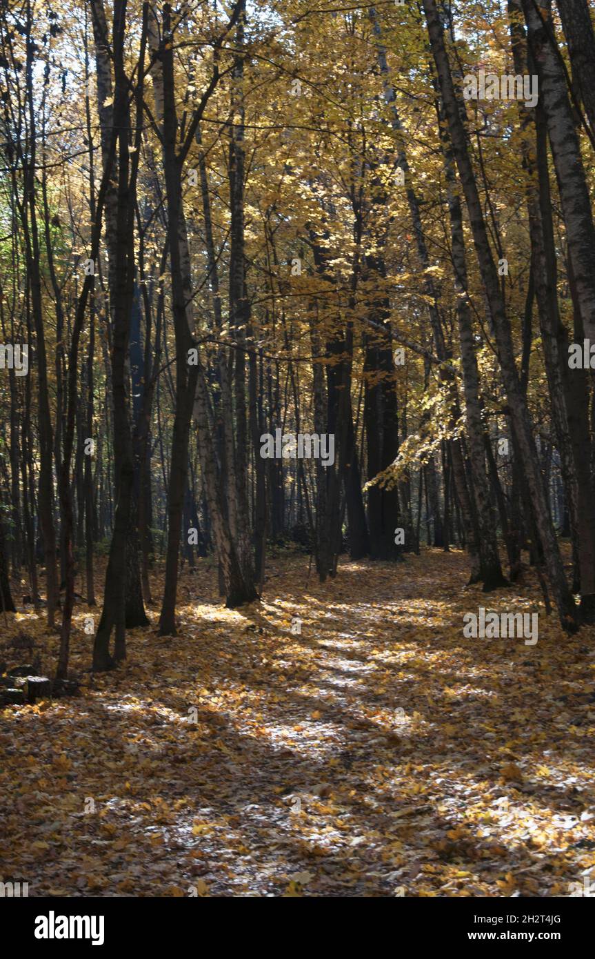 Autumn landscape in Sokolniki park in Moscow, Russia Stock Photo - Alamy
