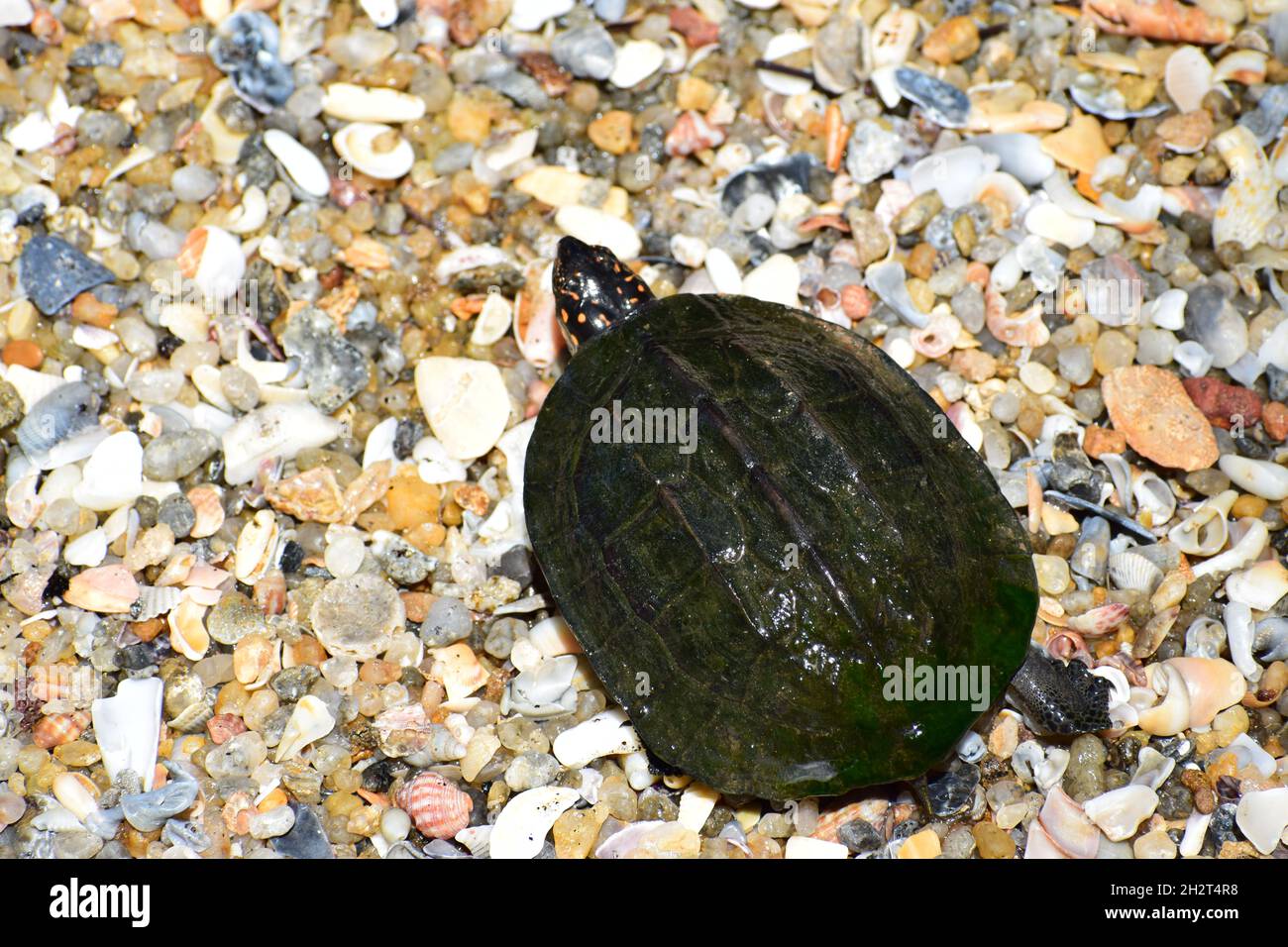 Emydidae hi-res stock photography and images - Alamy