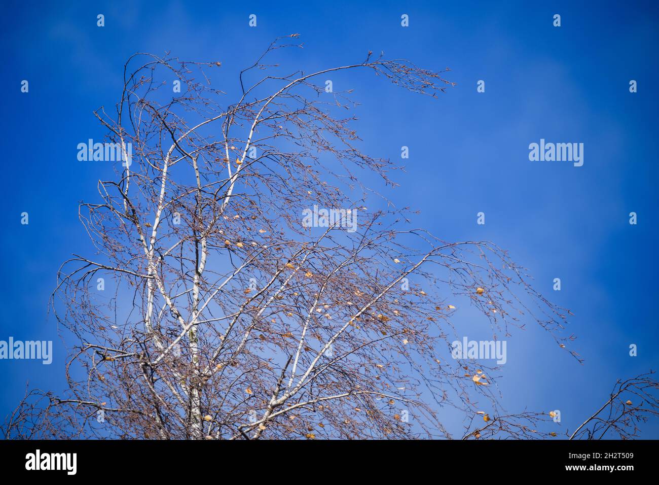Tree without leaves hi-res stock photography and images - Alamy