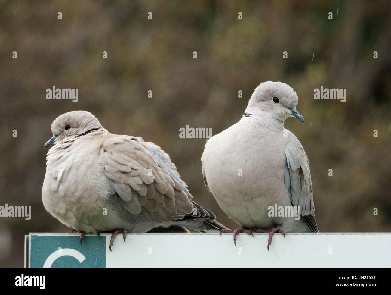 Two turtle doves hi-res stock photography and images - Alamy
