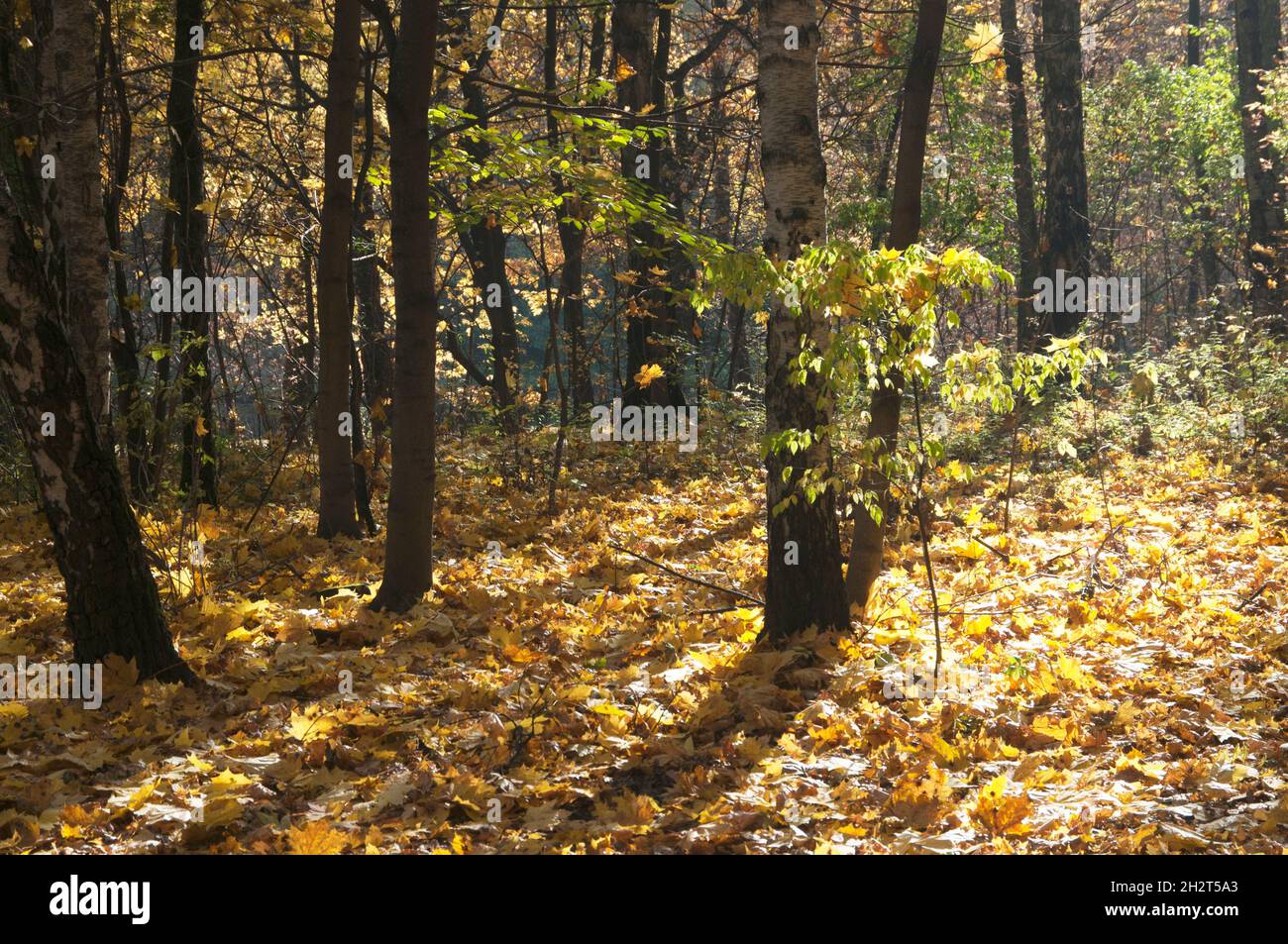 Autumn landscape in Sokolniki park in Moscow, Russia Stock Photo - Alamy