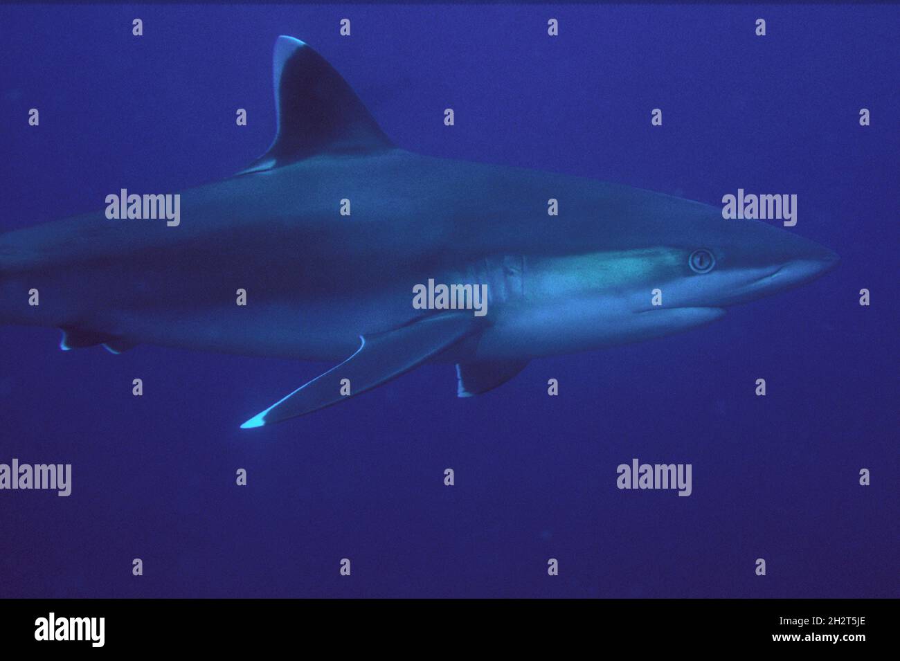 Carcharhiniform hi-res stock photography and images - Alamy