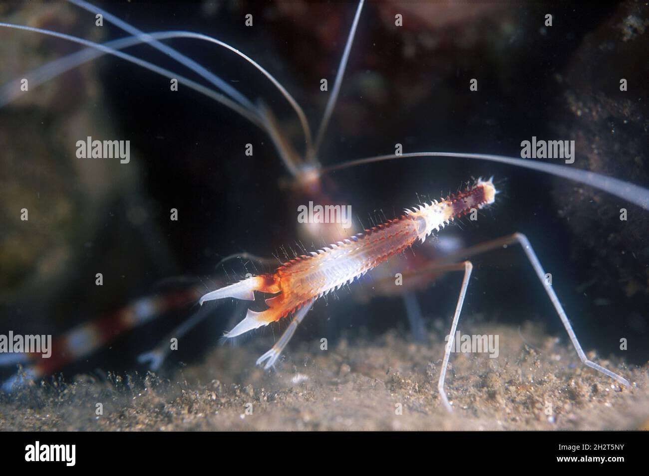 Claw of Banded Boxer Shrimp, Stenopus hispidus, Tufi, Cape Nelson, Oro ...