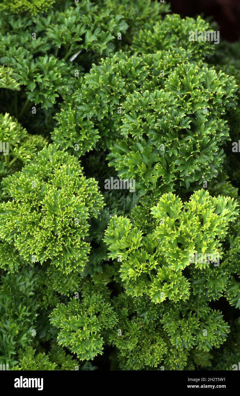Curly parsley plant hi-res stock photography and images - Alamy
