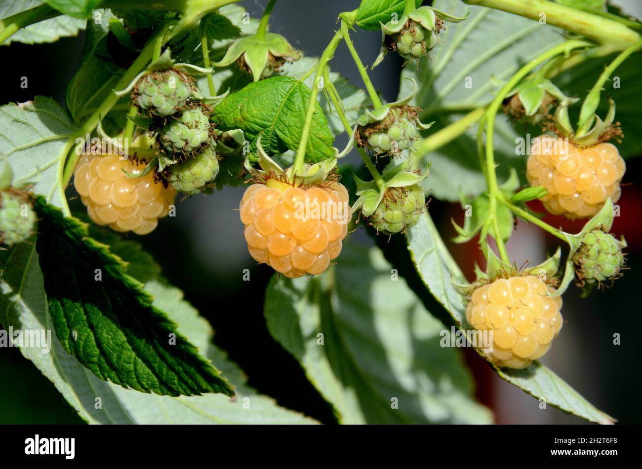 Yellow october garden plant hi-res stock photography and images - Alamy