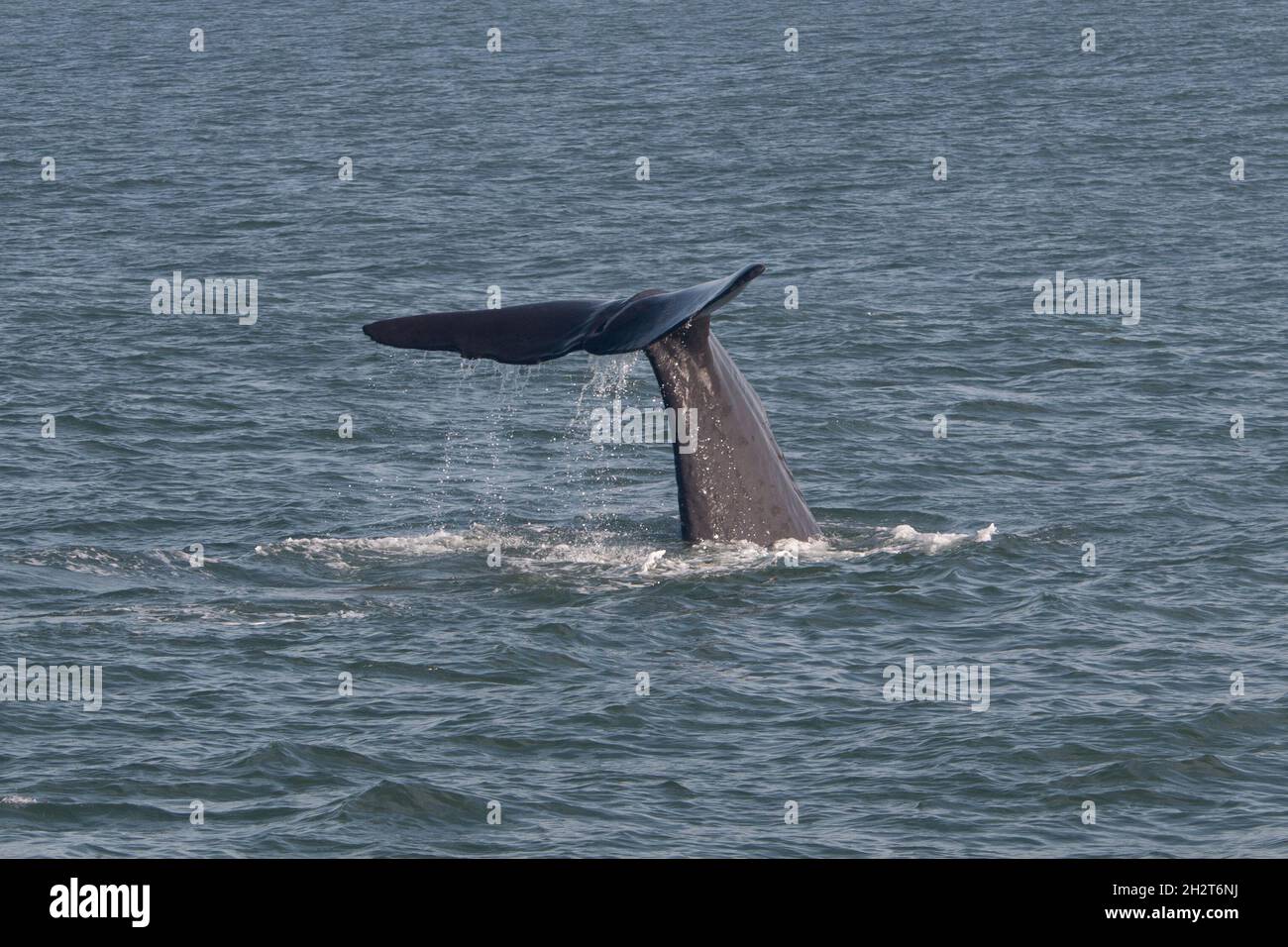 Diving Sperm Whale (Physeter macrocephalus) Tail Splashing Stock Photo - Alamy