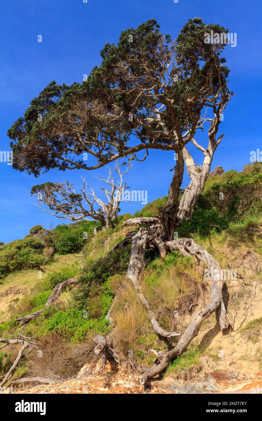 Pohutukawa tree with several dead branches due to possum damage in the ...