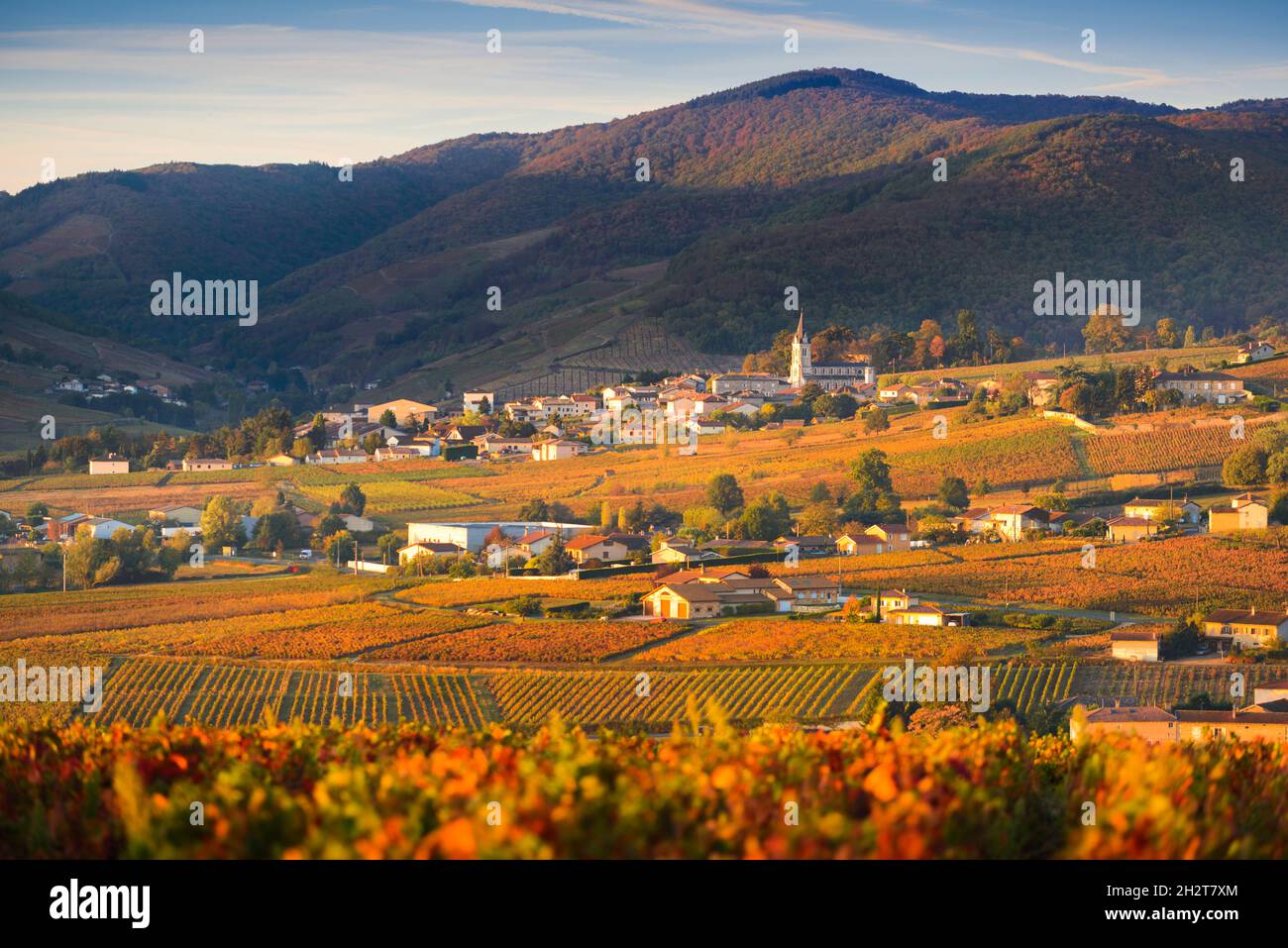 Fall colors and village of Quincié-en-Beaujolais, Beaujolais, France ...