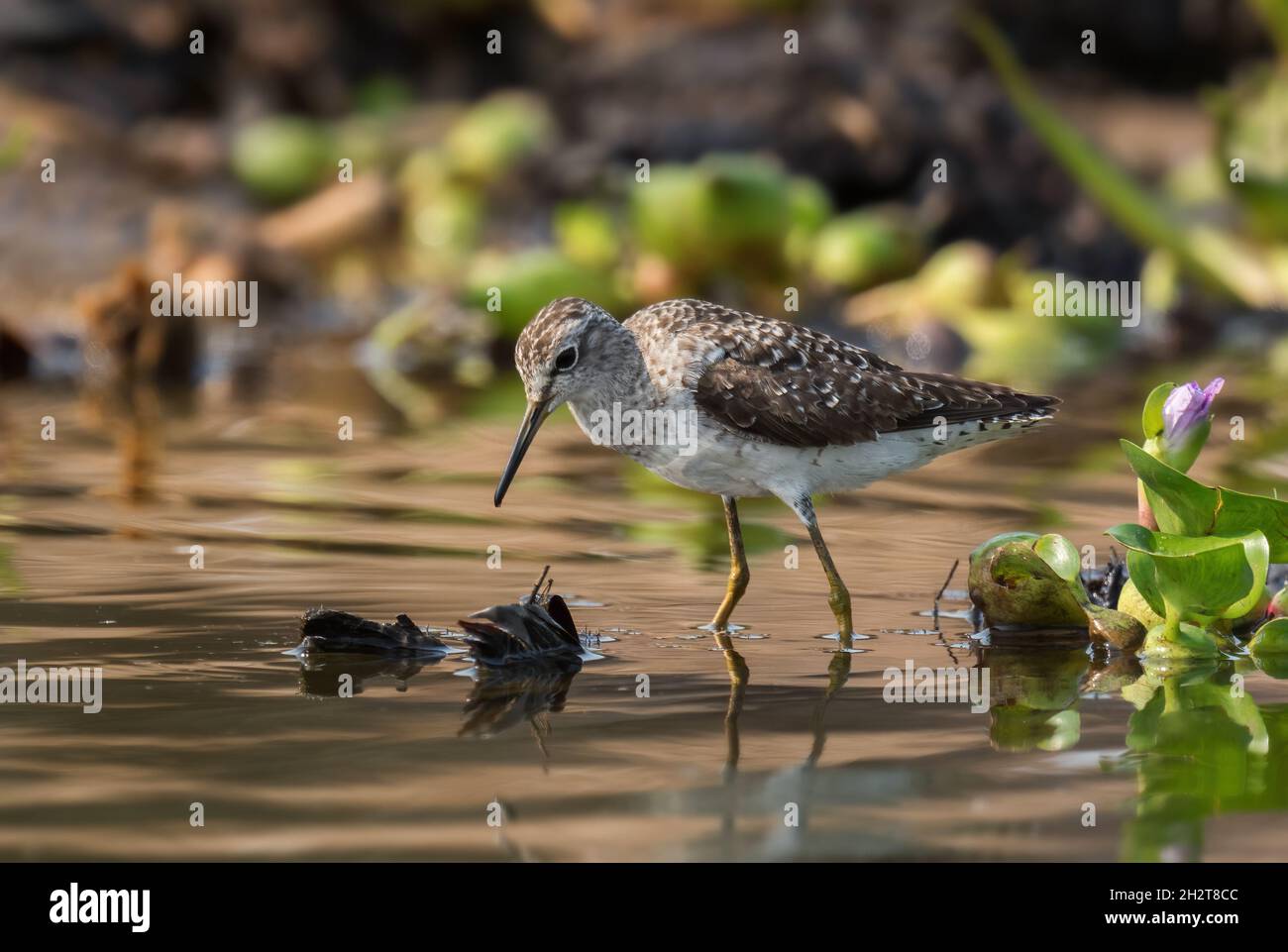 Wood Sandpiper - Tringa glareola, small shy wader fromWorldwide ...