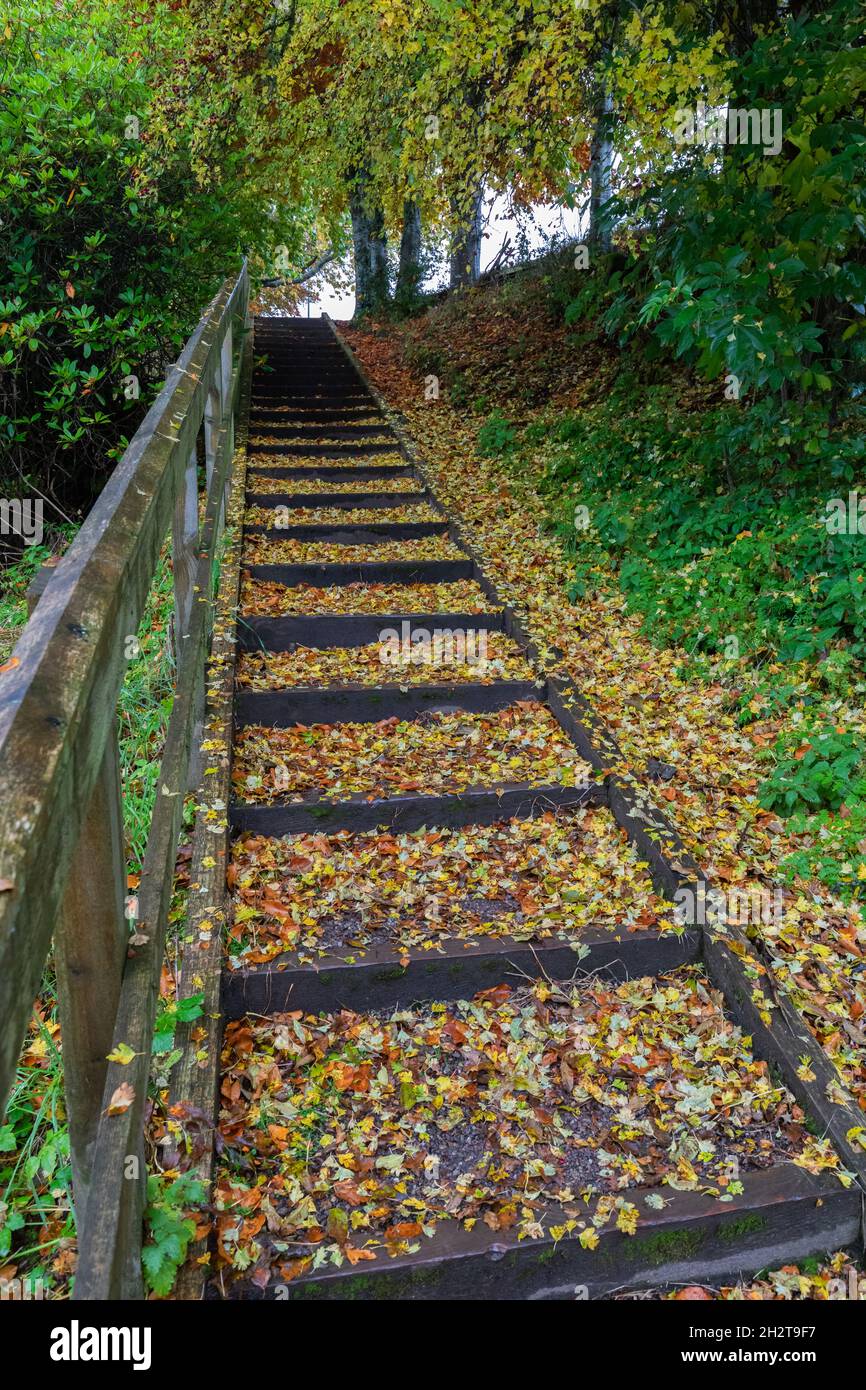 Path of autumn leaves hi-res stock photography and images - Alamy