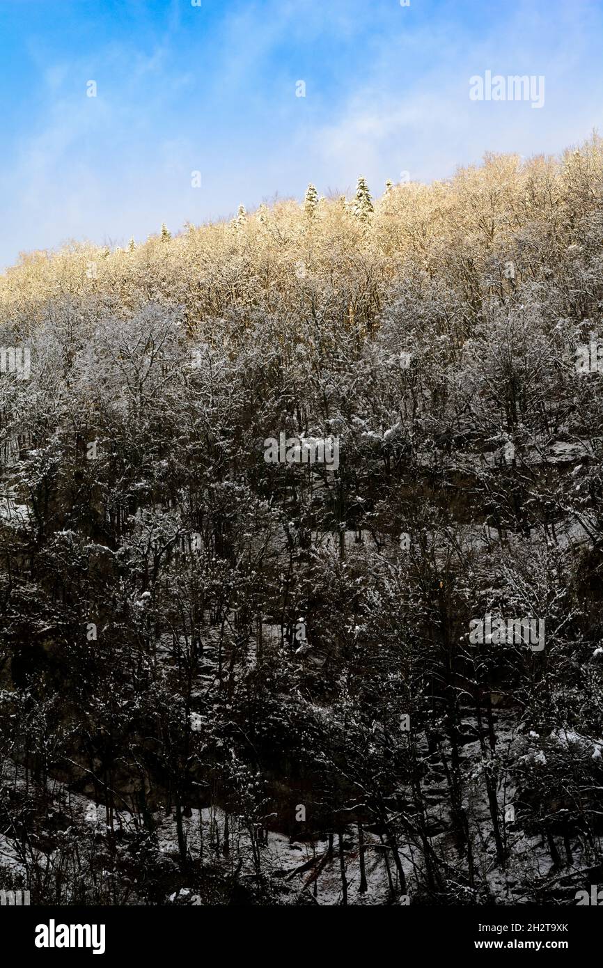 Snowed trees hi-res stock photography and images - Alamy
