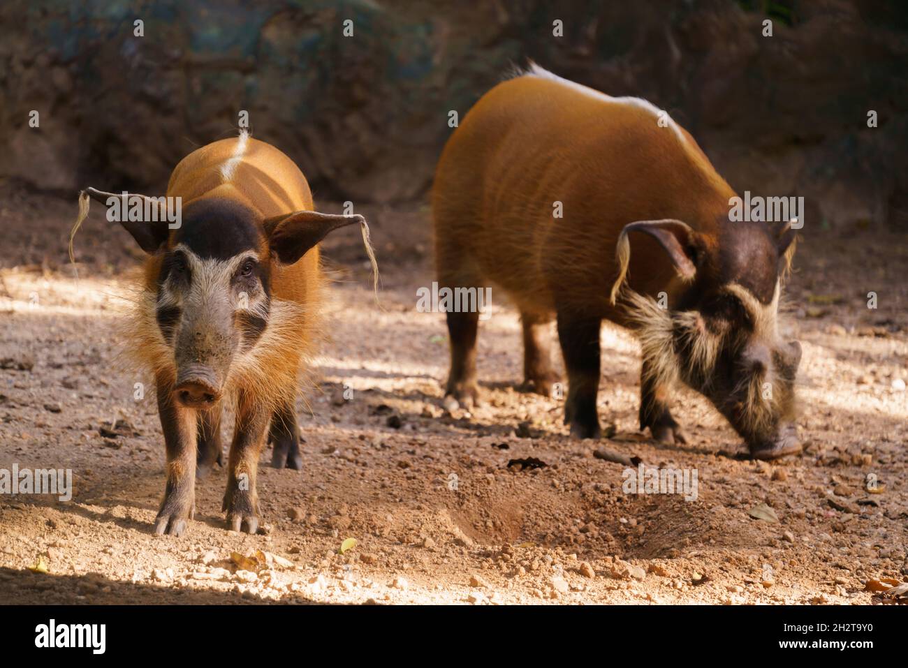 red river hog in zoo Stock Photo - Alamy