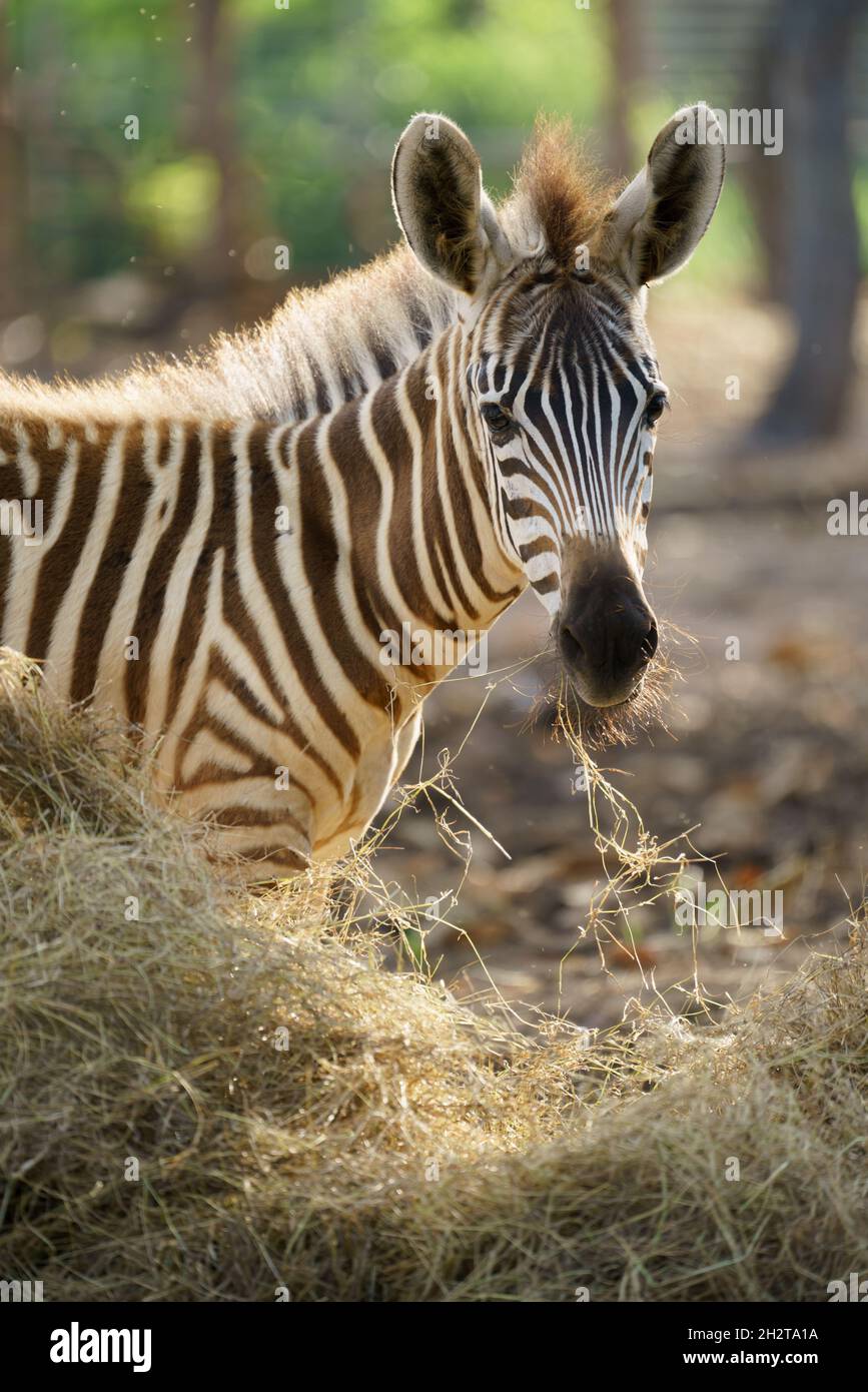 young zebra eating dried grass in zoo Stock Photo - Alamy