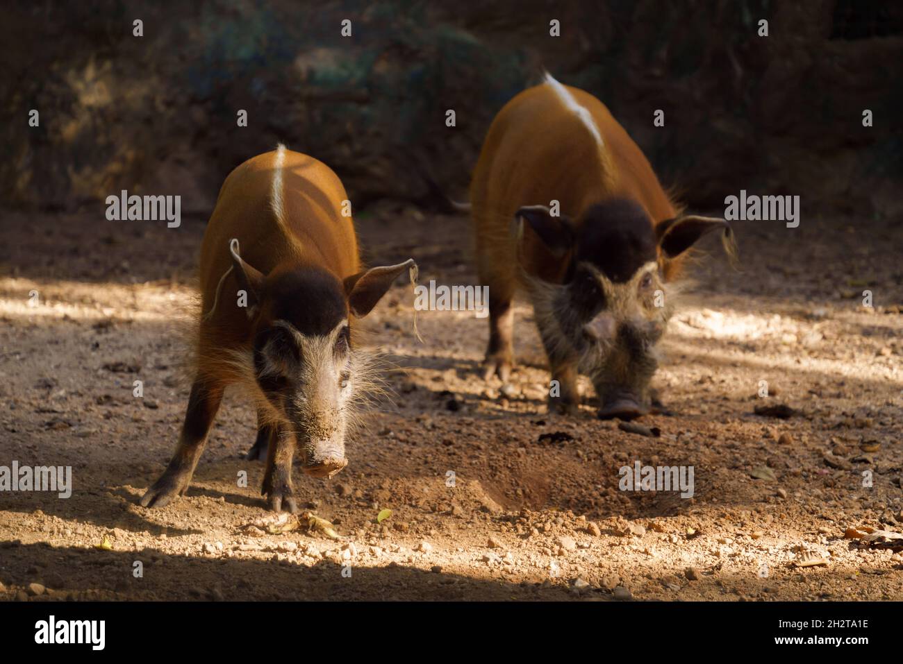 red river hog in zoo Stock Photo - Alamy
