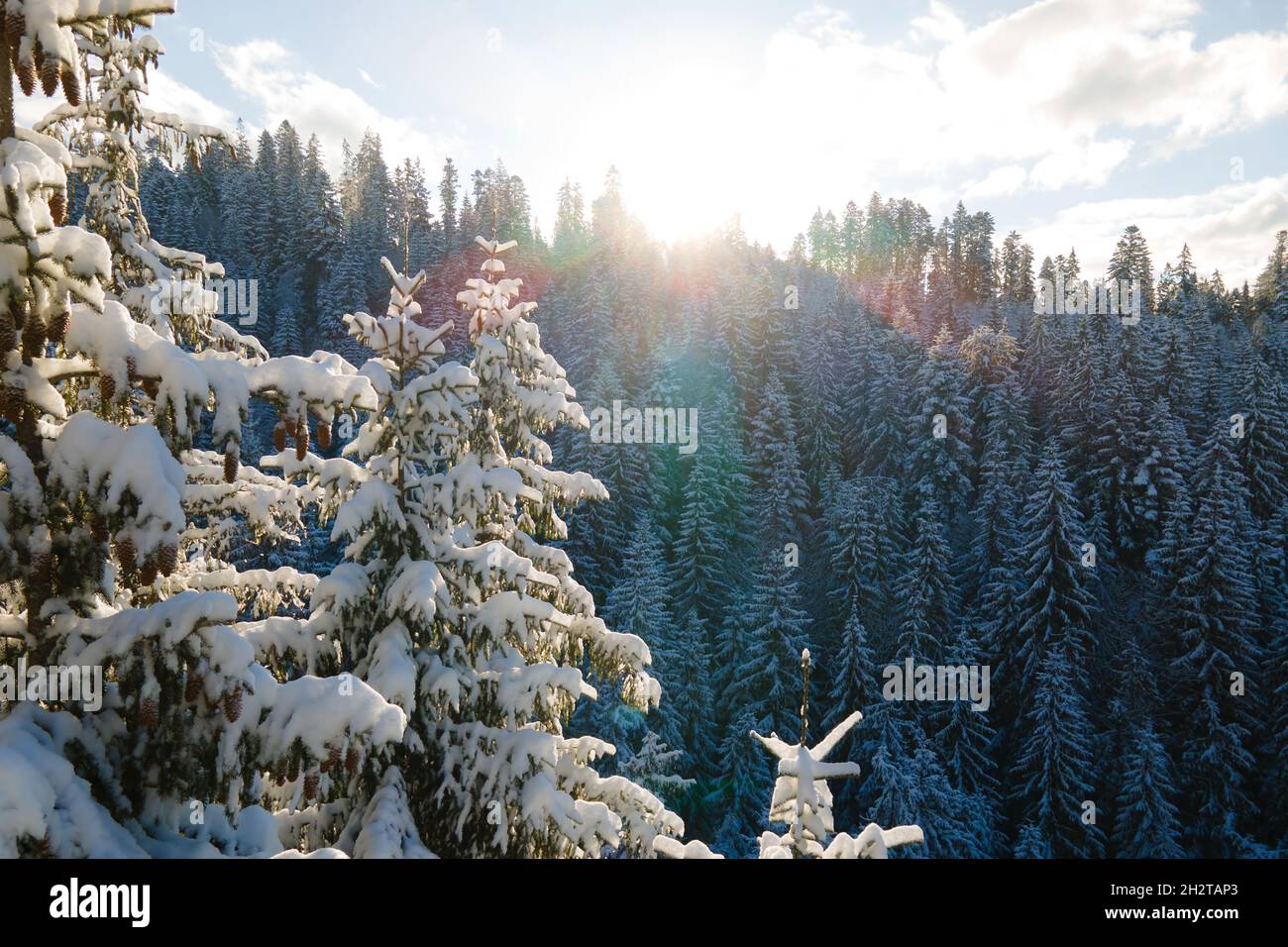 Aerial winter landscape with spruse trees of snow covered forest in ...