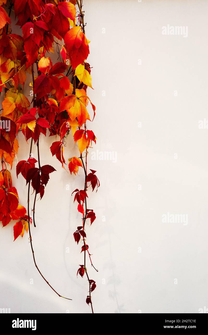 Red - range vine falling in front of a white wall Stock Photo - Alamy
